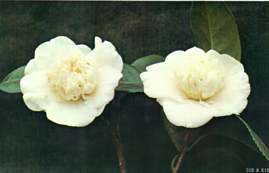 Tenjin-karako-Cultivars-International Camellia Register