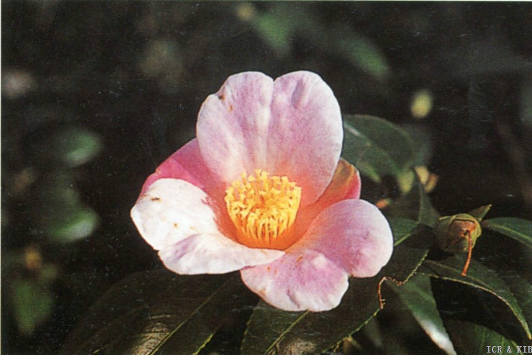 Kotobuki-wabisuke-Cultivars-International Camellia Register