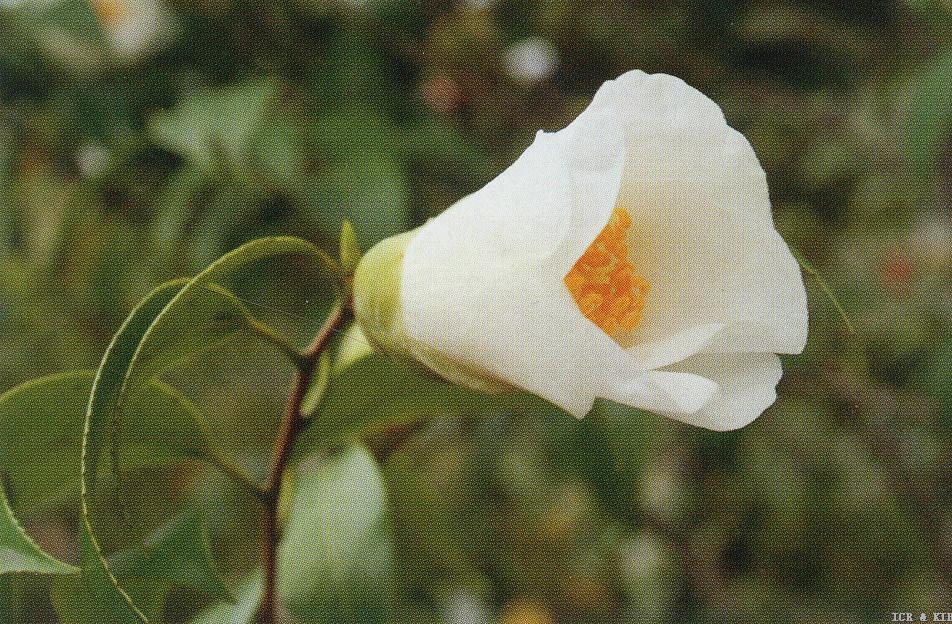 Sanuki-shirayuri-Cultivars-International Camellia Register