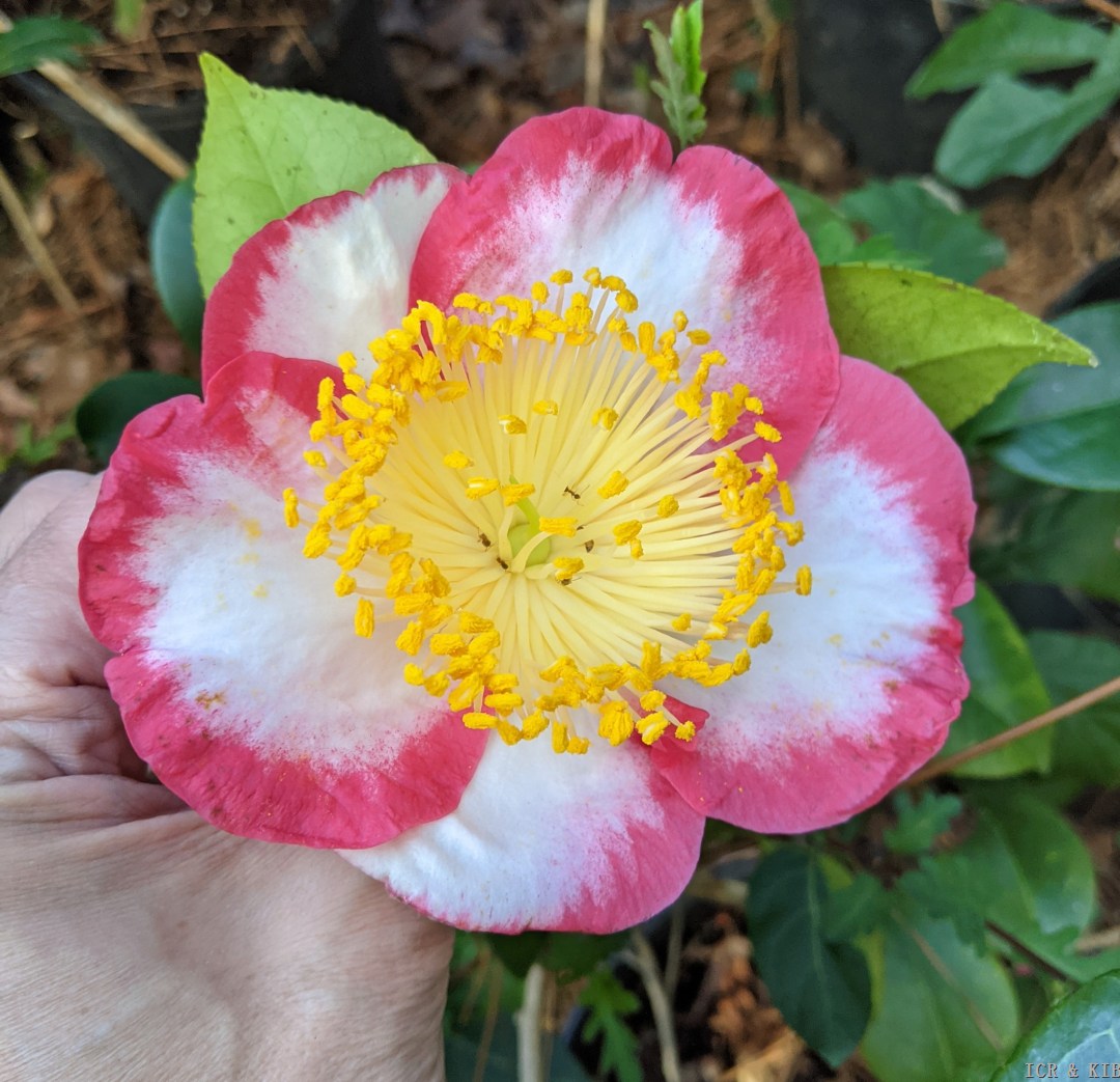 Ōkan-Cultivars-International Camellia Register