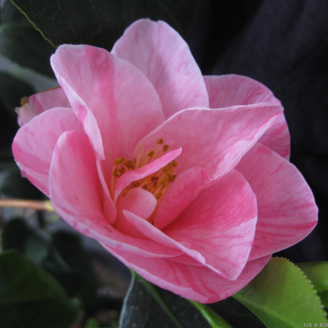 Cresina Cultivars International Camellia Register