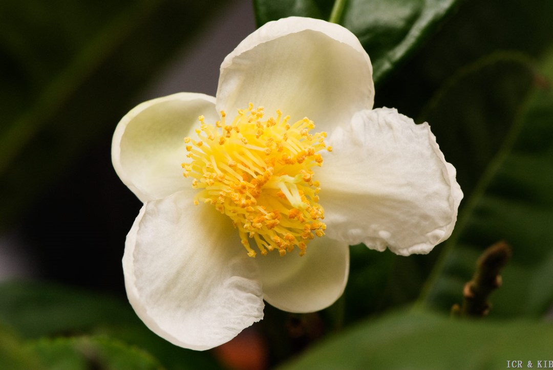 Camellia sinensis var. sinensis-Species-International Camellia Register