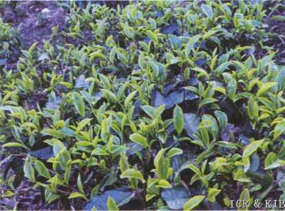 Yangta Dabaicha-Cultivars-International Camellia Register